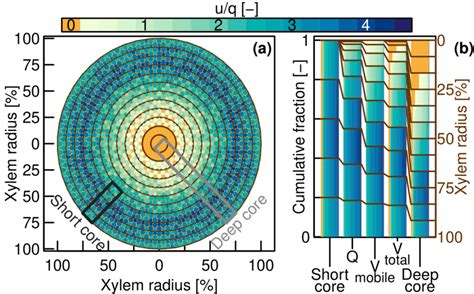 A Conceptual Velocity Distribution Within A Xylem Cross Section