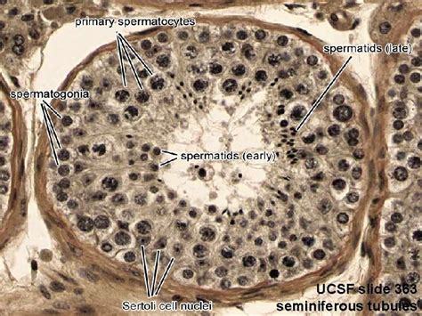 Male Reproductive System Laboratory Orientation Male Genitalia Testis
