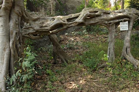 Unique Root Structure Of Tree Near Asian Forest Temple Stock Image Image Of Unique Thailand