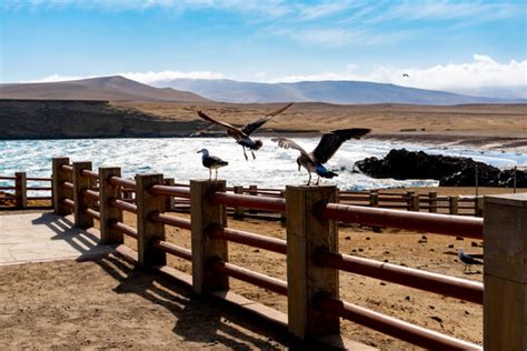Imágenes de Lagunillas descubre bancos de fotos ilustraciones