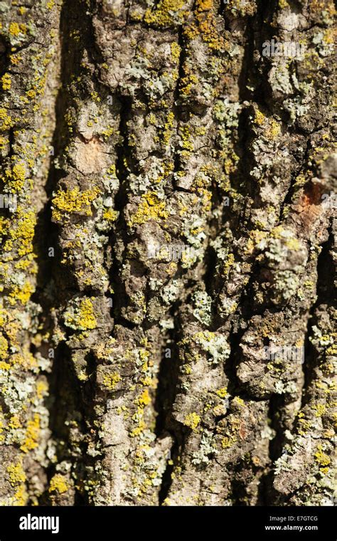 Moss On Tree Bark Stock Photo Alamy Moss On Tree Bark Stock Photo Alamy