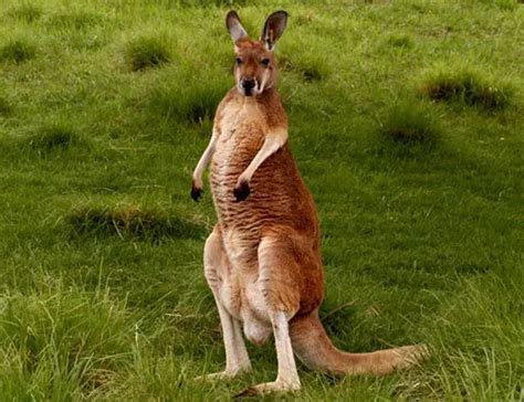 Kangaroos Activity Sheet Free To Print Hidden Words Puzzle Science