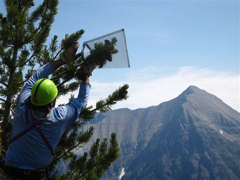 Tree Seed Collecting Stephen Bodio