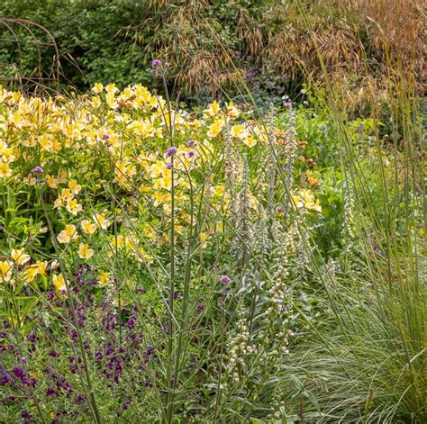 Sarah Raven Launches New Garden Border Collection