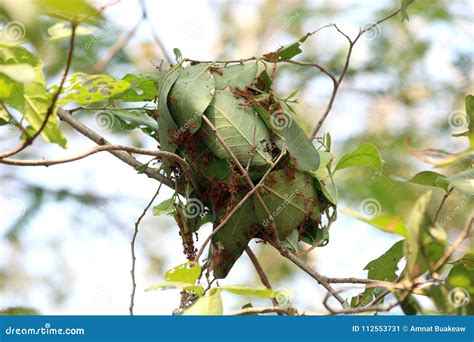 Nest Ant Ants Nest On Green Leaves Of A Tree By Joining Together Stock