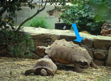 Tortoise Shell Deformities A View From The Inside