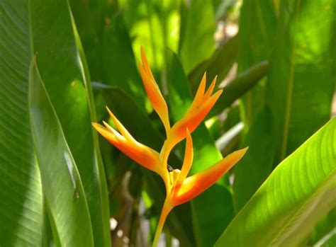 Heliconia Naranja Stock Photos Royalty Free Heliconia Naranja Images Depositphotos