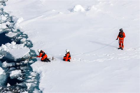 Contamination Crisis Arctic Ice Algae Heavily Contaminated With