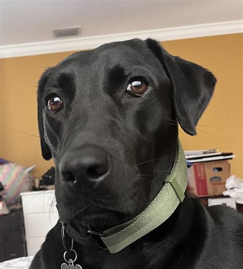 My Nizmo Has A Friend R Blacklabs
