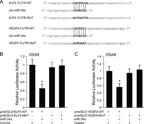 Klf4 And Vegfa Are Direct Targets Of Mir 34a A Predicted Mir 34a