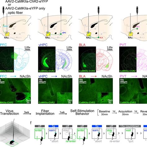 Neural Pathway Targets And Optogenetic Self Stimulation Behaviour
