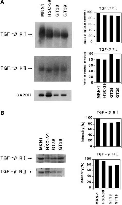 Figure 1 From Effect Of Transforming Growth Factor Beta1 On The Cell