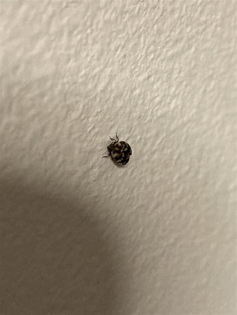 Found In My Bedroom Near A Window R Whatisthisbug