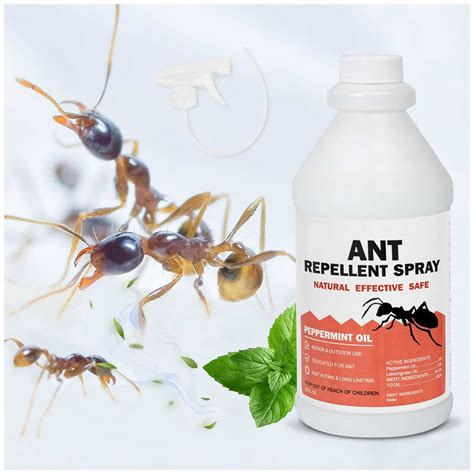 Fast And Safe Ant Spray The Most Effective Solution To Get Rid Of Ants
