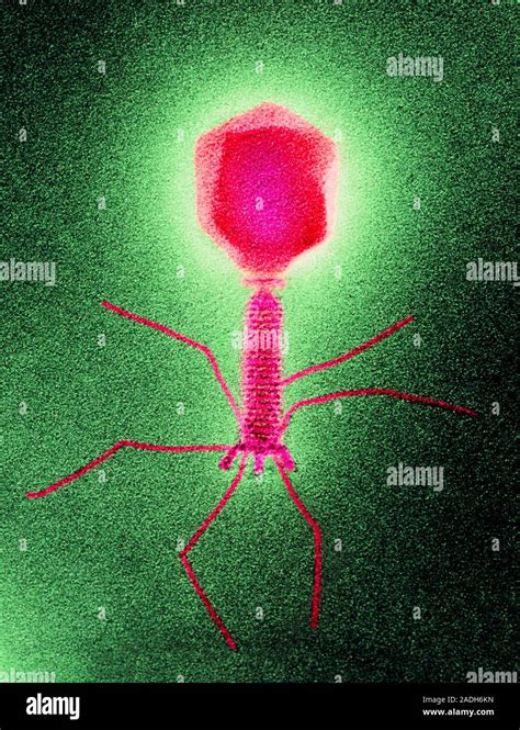 T4 Bacteriophage Coloured Transmission Electron Micrograph Tem Of A
