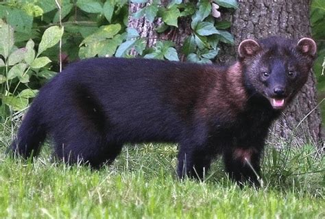 Fishers Don T Give A Damn About Their Bad Reputation The