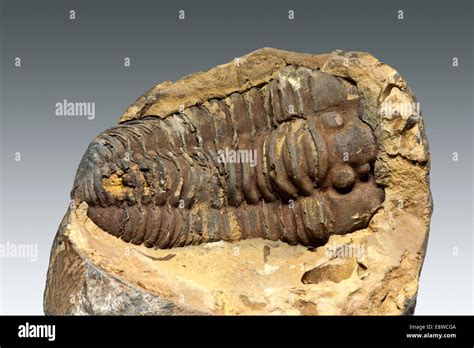 Paleozoic Era Fossils