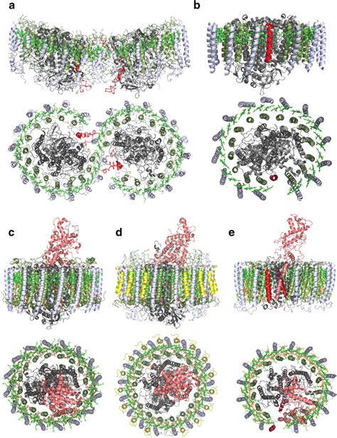 In Plane Side On View And Membrane Normal Top Side Periplasmic Download Scientific Diagram