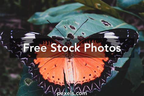 Butterfly Backrounf Photos Download The Best Free Butterfly Backrounf