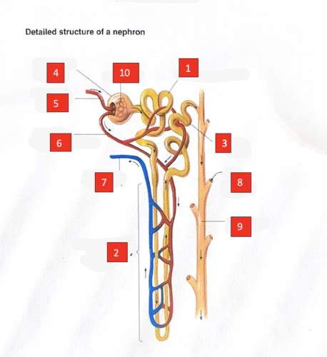 Nephron Quiz Flashcards Quizlet