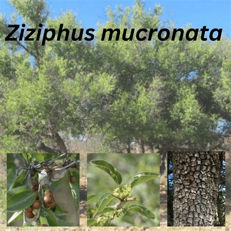 Enviro Dynamics Get To Know Namibias Protected Trees