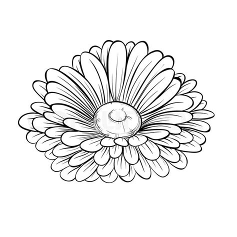 Daisy Flower Drawing Flower Outline Flower Svg Daisy Vrogue Co