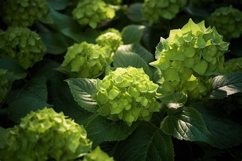 Premium Ai Image Hydrangea Macrophylla Is A Shrub In The Genus Hydrangea