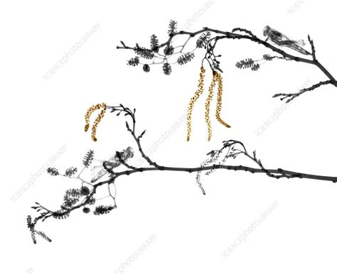 Grasshoppers And Catkins X Ray Stock Image C0333599 Science