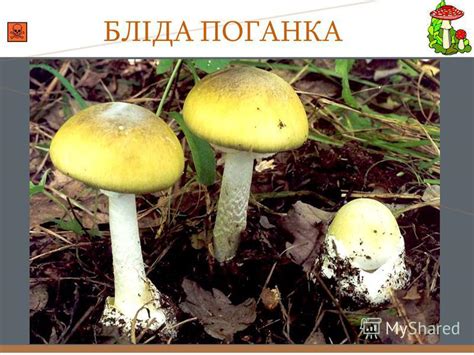 Презентация на тему ОТРУЙНІ ШАПКОВІ ГРИБИ Підготував вчитель