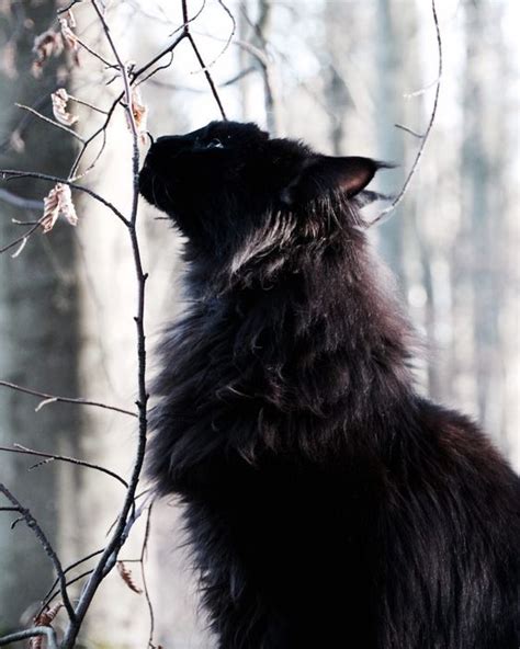 Emberheart Black Fluffy Tom With Amber Eyes Warrior Of Windclan