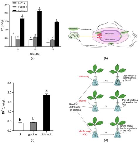 The Effect Of Banana Rhizosphere Chemotaxis And Chemoattractants On Bacillus Velezensis Lg14 3