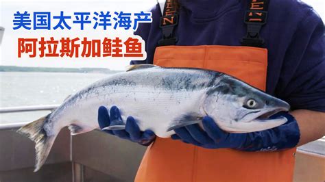 美国太平洋珍馐海产：阿拉斯加野生太平洋鲑鱼凤凰网视频凤凰网