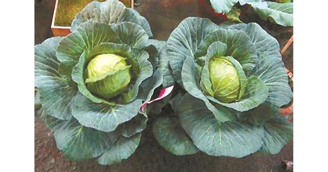 Зелето се напада от вредители Български Фермер