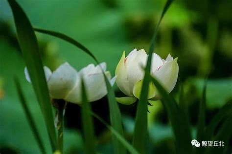 丘北普者黑：珍稀野生荷花“小洒锦”花开盛夏澎湃号·政务澎湃新闻 The Paper