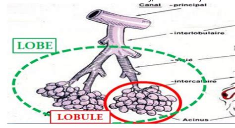UE1FPO LICHT Histologie Glandes Salivaires Cartes Quizlet