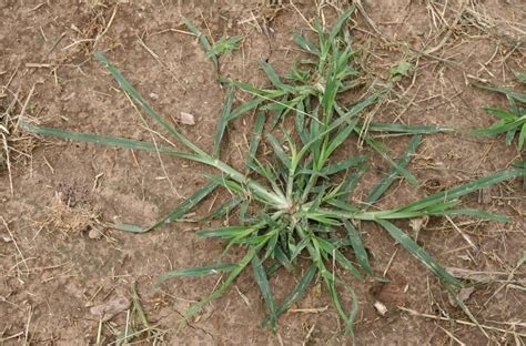 Goosegrass Natural Green Lawn And Pest