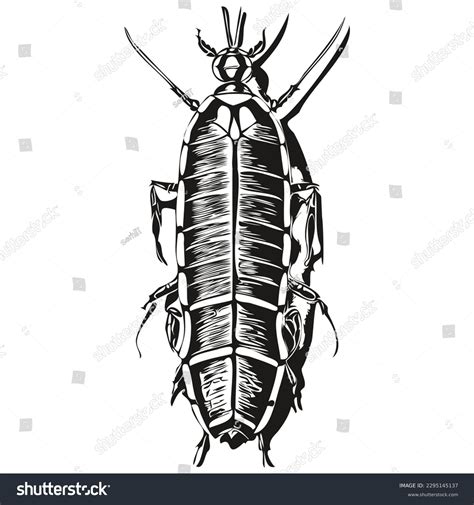 Black White Linear Paint Draw Cockroach Stock Vector Royalty Free