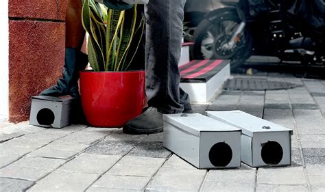 Rat Eradication Drishyabhavan Pest Control