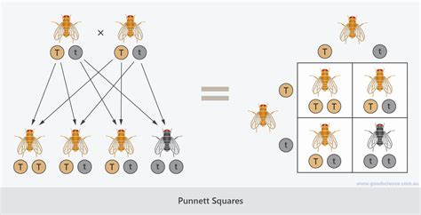 X Linked Dominant Punnett Square