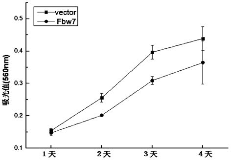 Pcdna31 Fbw7 F Box And Wd Repeat Domain Containing 7 Recombinant
