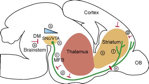 Cellular Influences During Mdda Axon Outgrowth And Pathfinding
