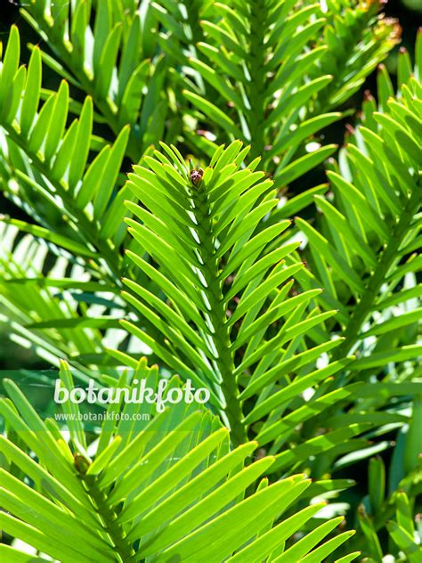 Wollemi Pine Wollemia Nobilis Botanikfoto Picture Library Plant And Garden Photography