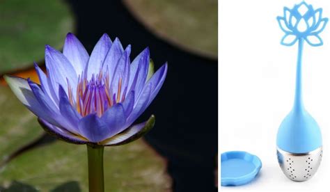 Lotus Flower Tea A Sip Of Serenity Taste Of Tradition
