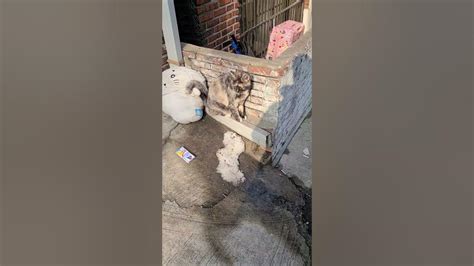 인형과 고양이 Youtube