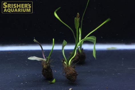 水草 アポノゲトン ヘンケリアヌス 葉付き球根 ｜その他の水草 ｜スリッシャーズ アクアリウム