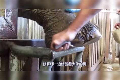 给大象修脚轻轻松松月入十万看着就像削土豆皮真是过瘾 月入 土豆皮 大象