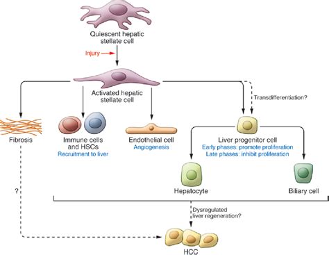 Figure 2 From Hepatic Stellate Cells In Liver Development Regeneration