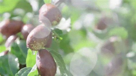 阿克苏的水果 搜狐大视野 搜狐新闻
