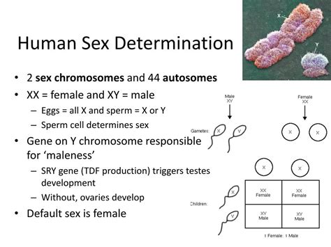 Ppt Patterns Of Inheritance Powerpoint Presentation Free Download