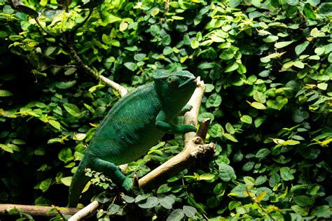 Chamäleon Foto & Bild | tiere, zoo, wildpark & falknerei, amphibien ...